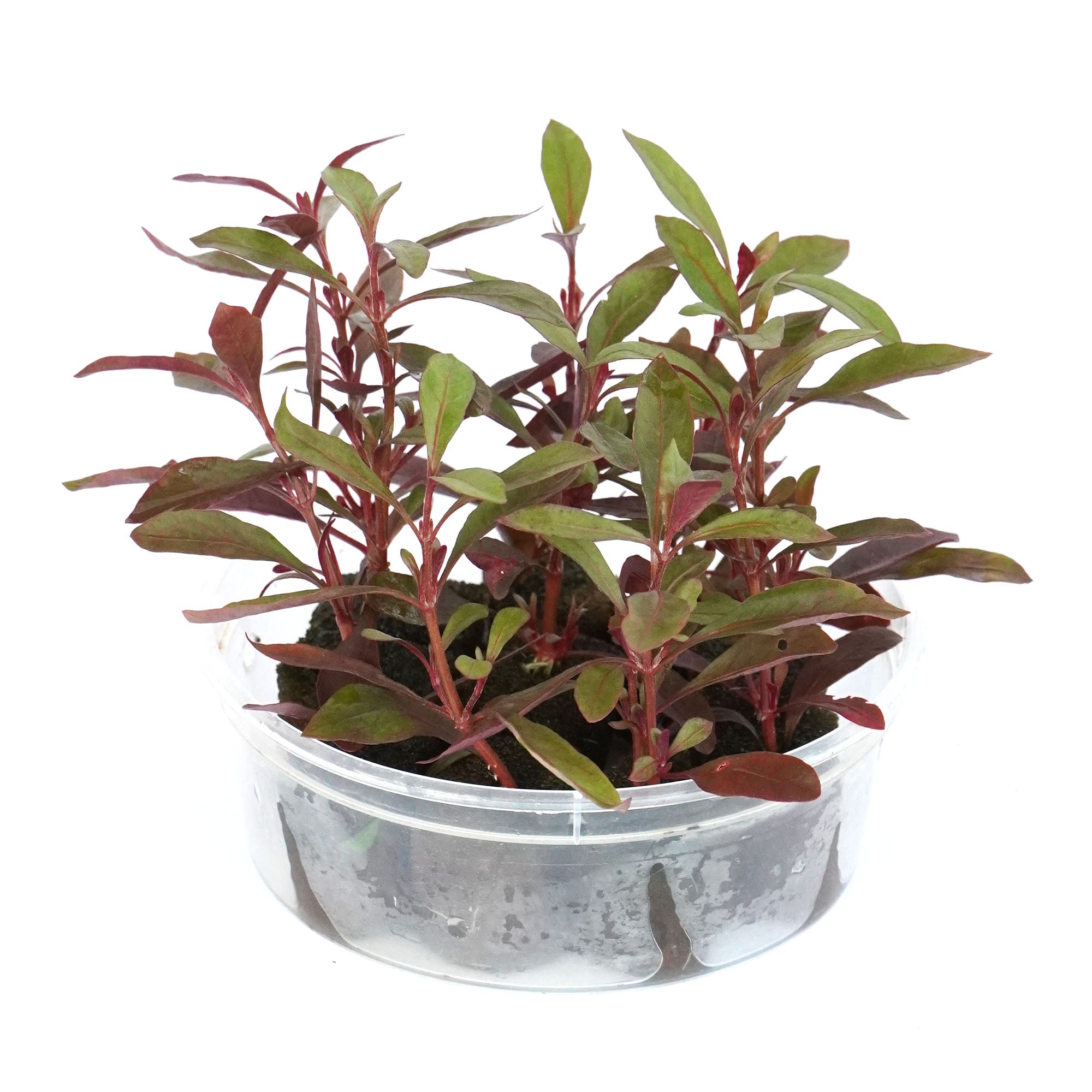 Ponnamkanni cheera-well rooted, 3 weeks old, Alternanthera sessilis Br ...