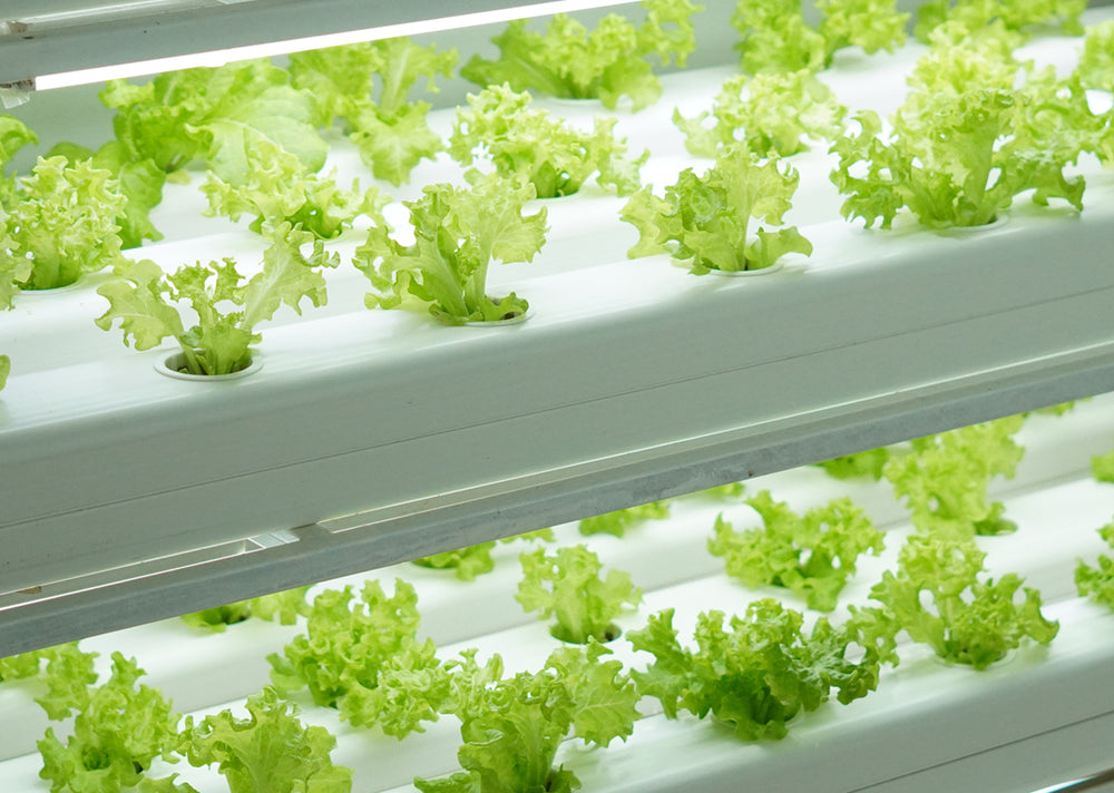 FreshLeaves Agro Solutions
