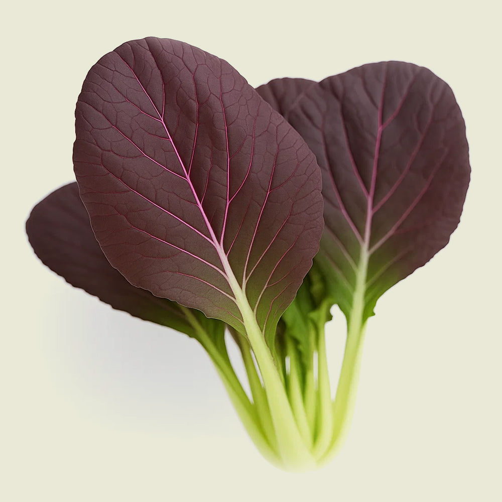 Purple Pok choy - 100 seeds – FreshLeaves Agro Solutions